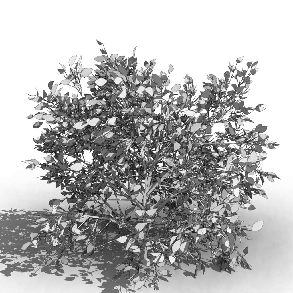 scalable arquishrub01 Broadleaf - arquitree Revit families