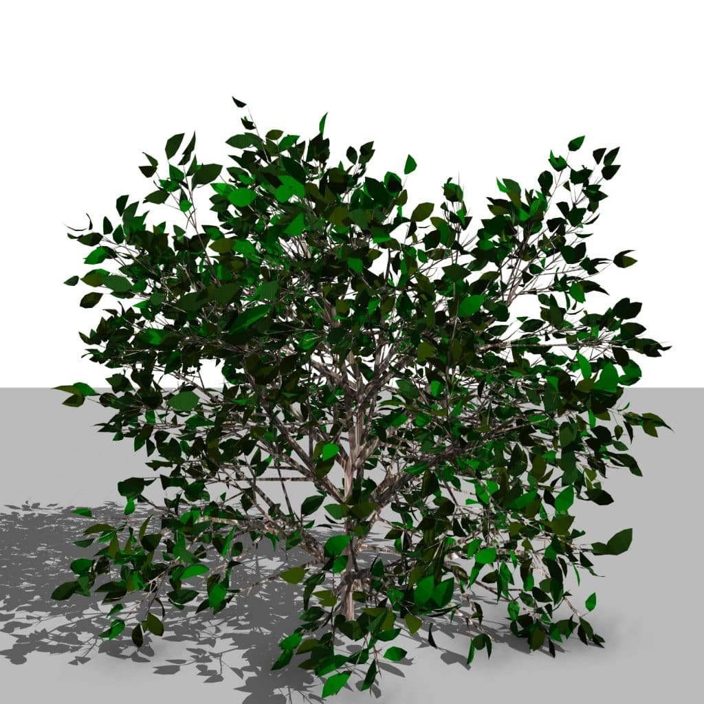 scalable arquishrub01 Broadleaf - arquitree Revit families