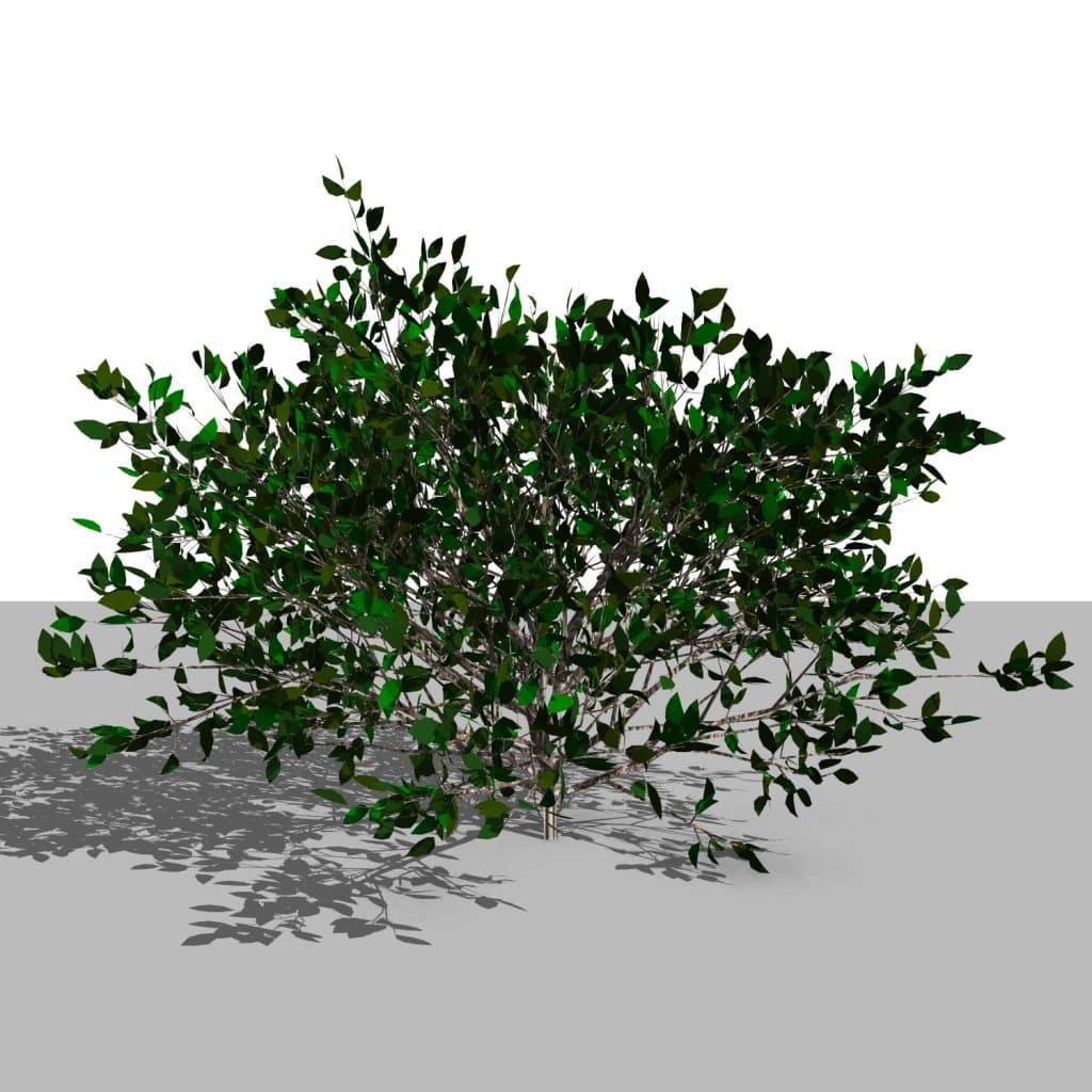 scalable arquishrub04 Broadleaf - arquitree Revit families