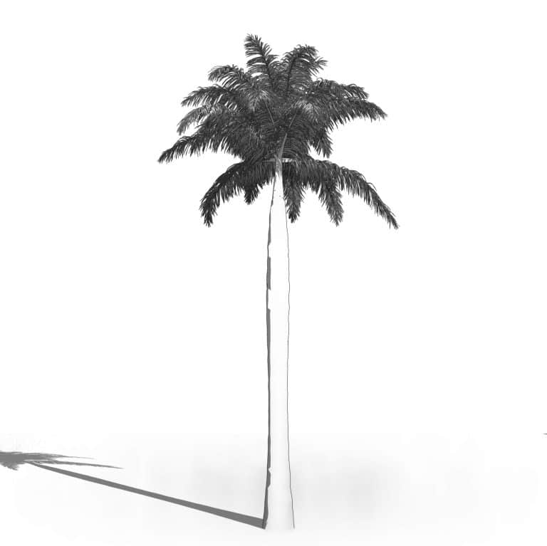 Revit Palm Trees | Digital Assets | ArquiTree