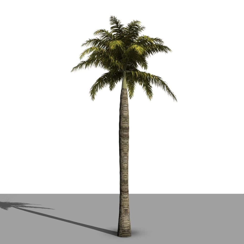 scalable arquitree13 Palm - arquitree Revit families