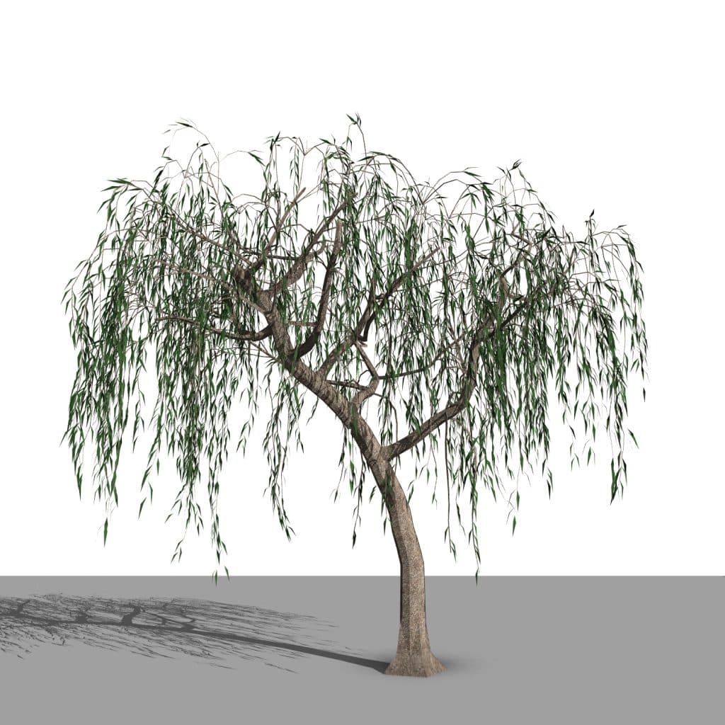 scalable arquitree16 Willow - arquitree Revit families