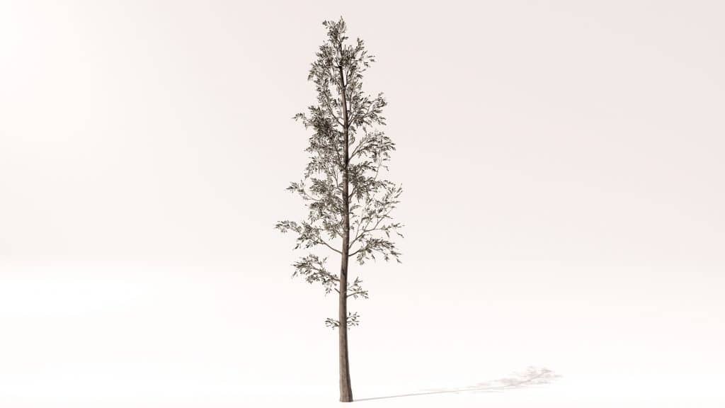 scalable arquitree20 Pine - arquitree Revit families