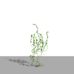 arquivypack01_6 scalable ivy plants - arquitree Revit families
