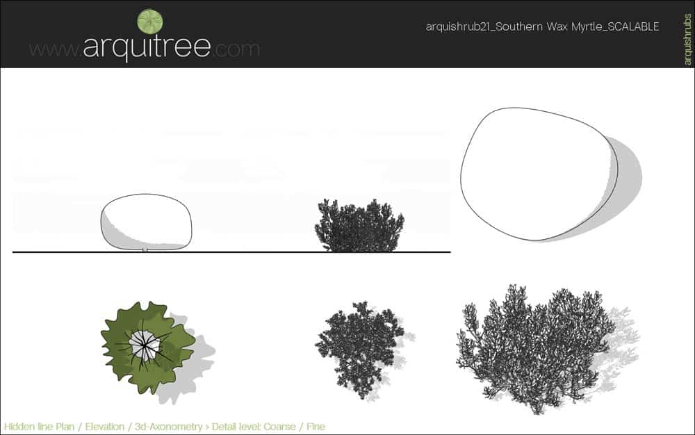 Revit Southern Wax Myrtle shrub families - scalable & customizable