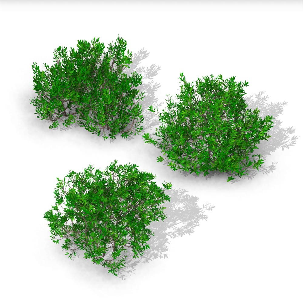 Revit Southern Wax Myrtle shrub families - scalable & customizable
